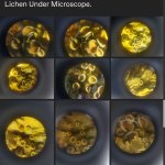 Lichen. Meme Generator - Imgflip