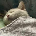 comfy cat Meme Generator - Imgflip