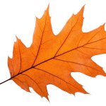Leaf Meme Generator - Imgflip