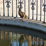 Pato Meme Generator - Imgflip