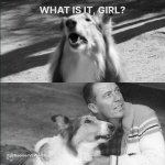 Lassie What is it Girl Meme Generator - Imgflip