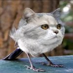 Fff Meme Generator - Imgflip