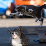 Cat pouncing on Cat Meme Generator - Imgflip