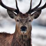 I Deer You Meme Generator - Imgflip