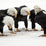 Huddle Meme Generator - Imgflip