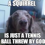 High Dog Meme Generator - Imgflip