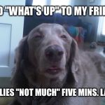 High Dog Meme Generator - Imgflip