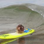 radical rodents Meme Generator - Imgflip