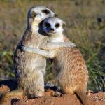 Meerkat twitter Meme Generator - Imgflip
