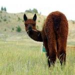 Cutie Alpaca Meme Generator - Imgflip