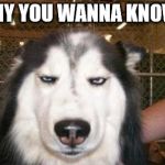 Skeptical Dog Meme Generator - Imgflip