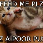Help Me Kitten Meme Generator - Imgflip