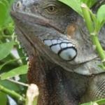 Iguana Meme Generator - Imgflip