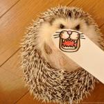 Hedgehog Meme Generator - Imgflip