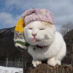 Wizzard Kitteh Meme Generator - Imgflip