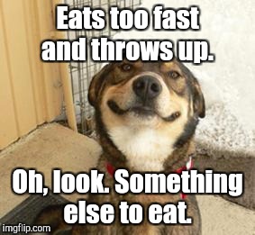 THE TRUTH ABOUT DOGS! - Imgflip