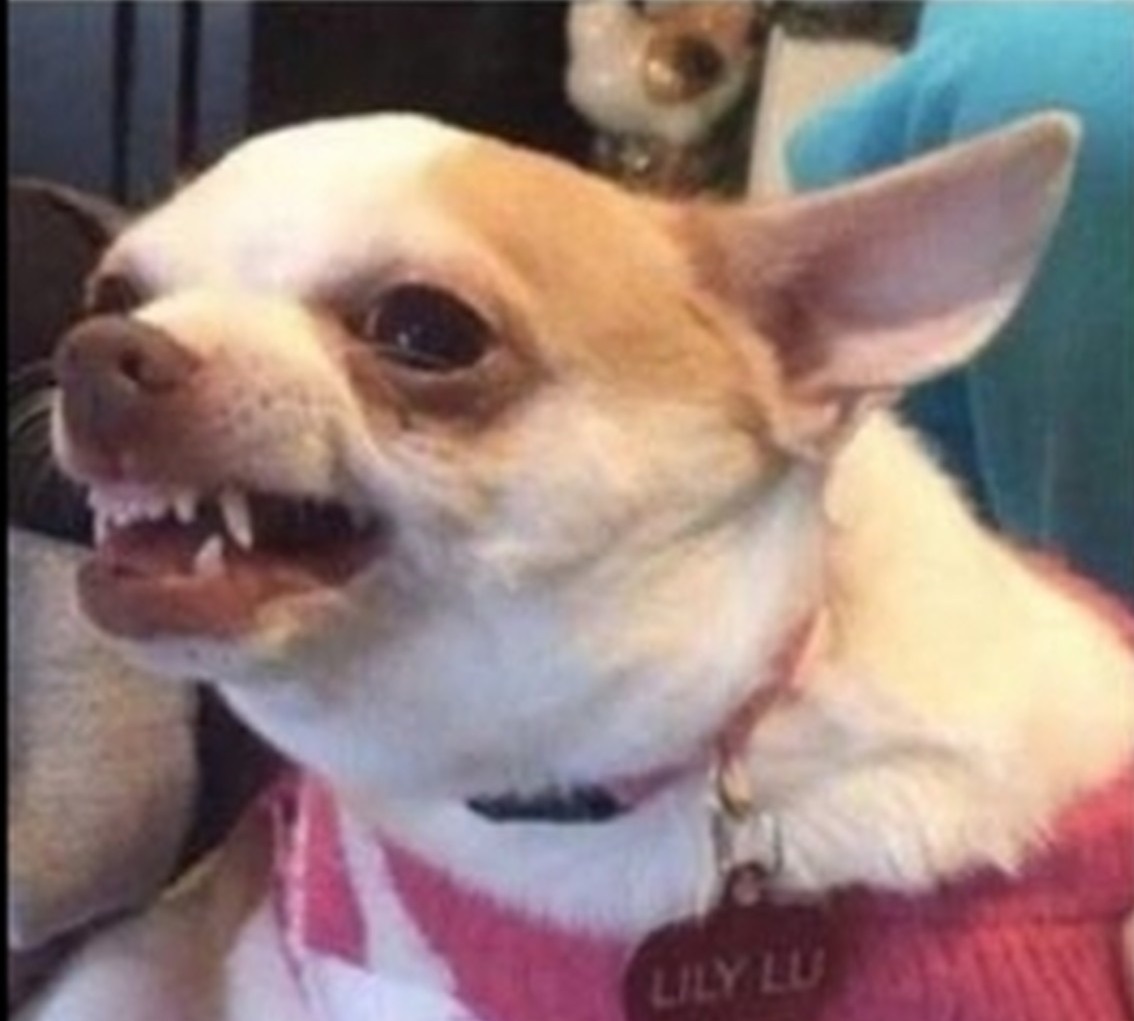 Boxer Meme Template