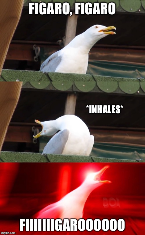 Inhaling seagull - Imgflip