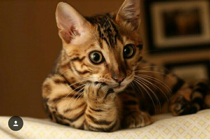 tell me more Blank Template - Imgflip