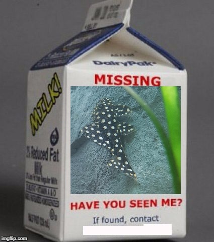 Milk carton - Imgflip