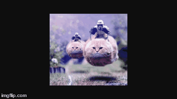 bullet cat - Imgflip