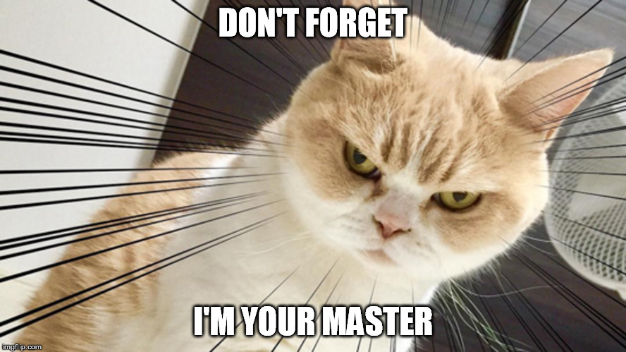 Laboratory Cat Memes