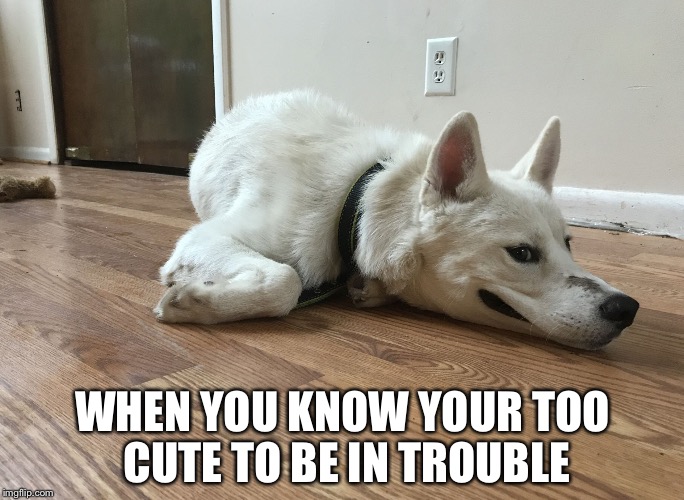 Image tagged in guilty cute husky - Imgflip