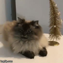 Grumpy cat's Grandpa - Imgflip