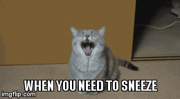 SNEEZE - Imgflip