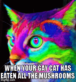Tripping cat - Imgflip