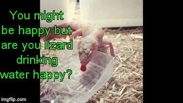 Happy Lizard Meme
