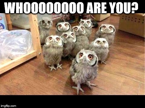 Image tagged in parliament of owls - Imgflip