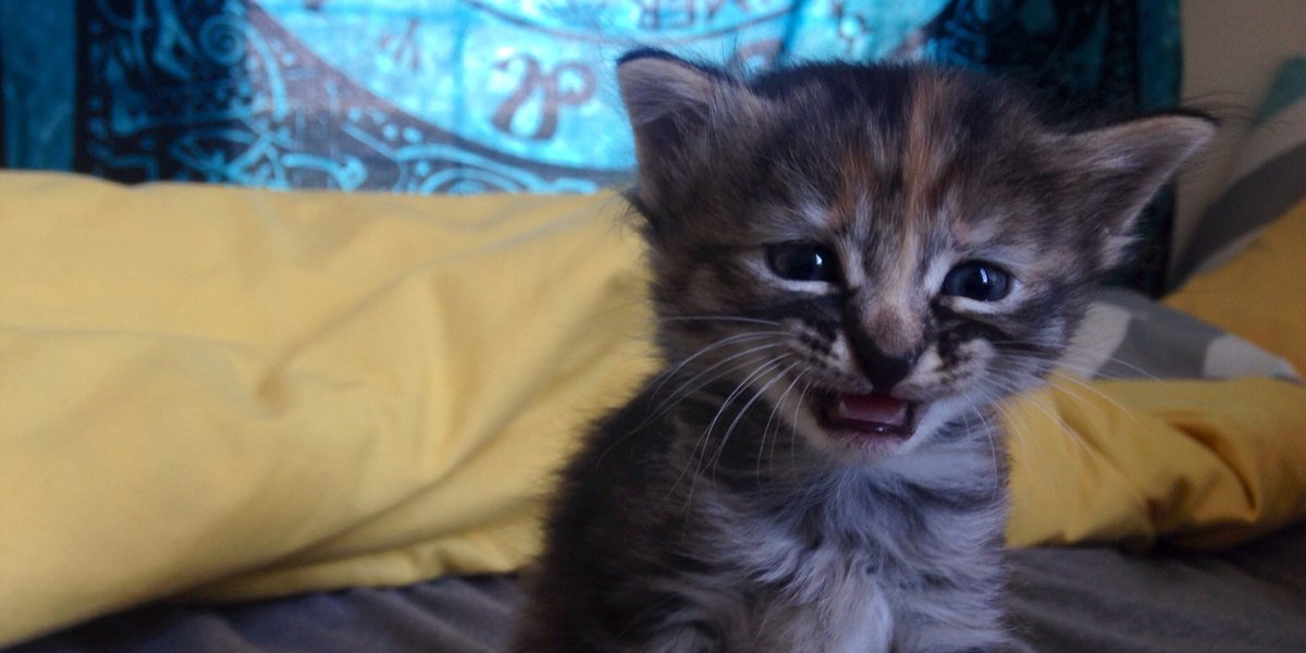 CRYING KITTEN Blank Template Imgflip