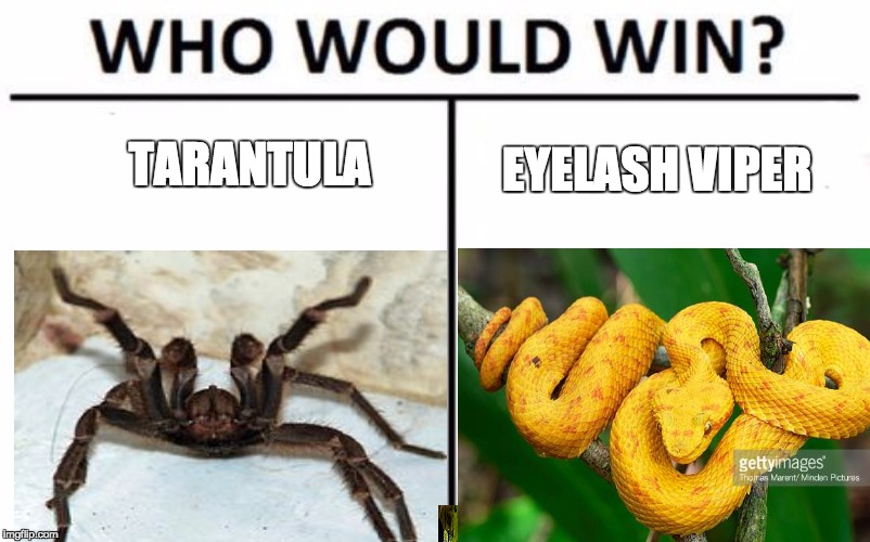 Spider Snake Memes Wolf Spider GIFs | Tenor