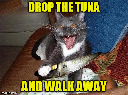 Image tagged in tuna,cats,kitty,cat - Imgflip