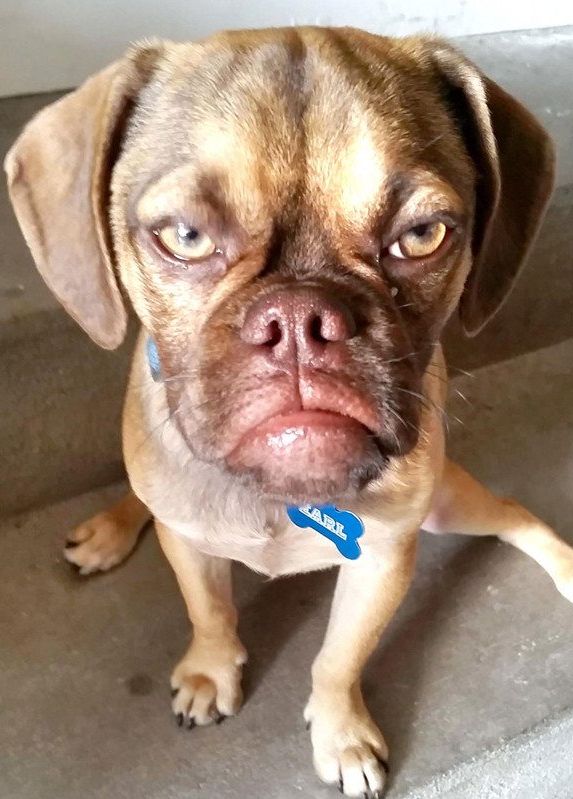 Carl Angry Dog Blank Template Imgflip
