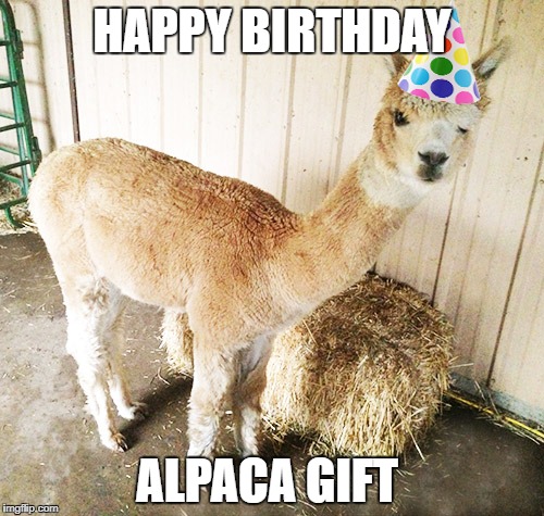 Alpaca Birthday - Imgflip