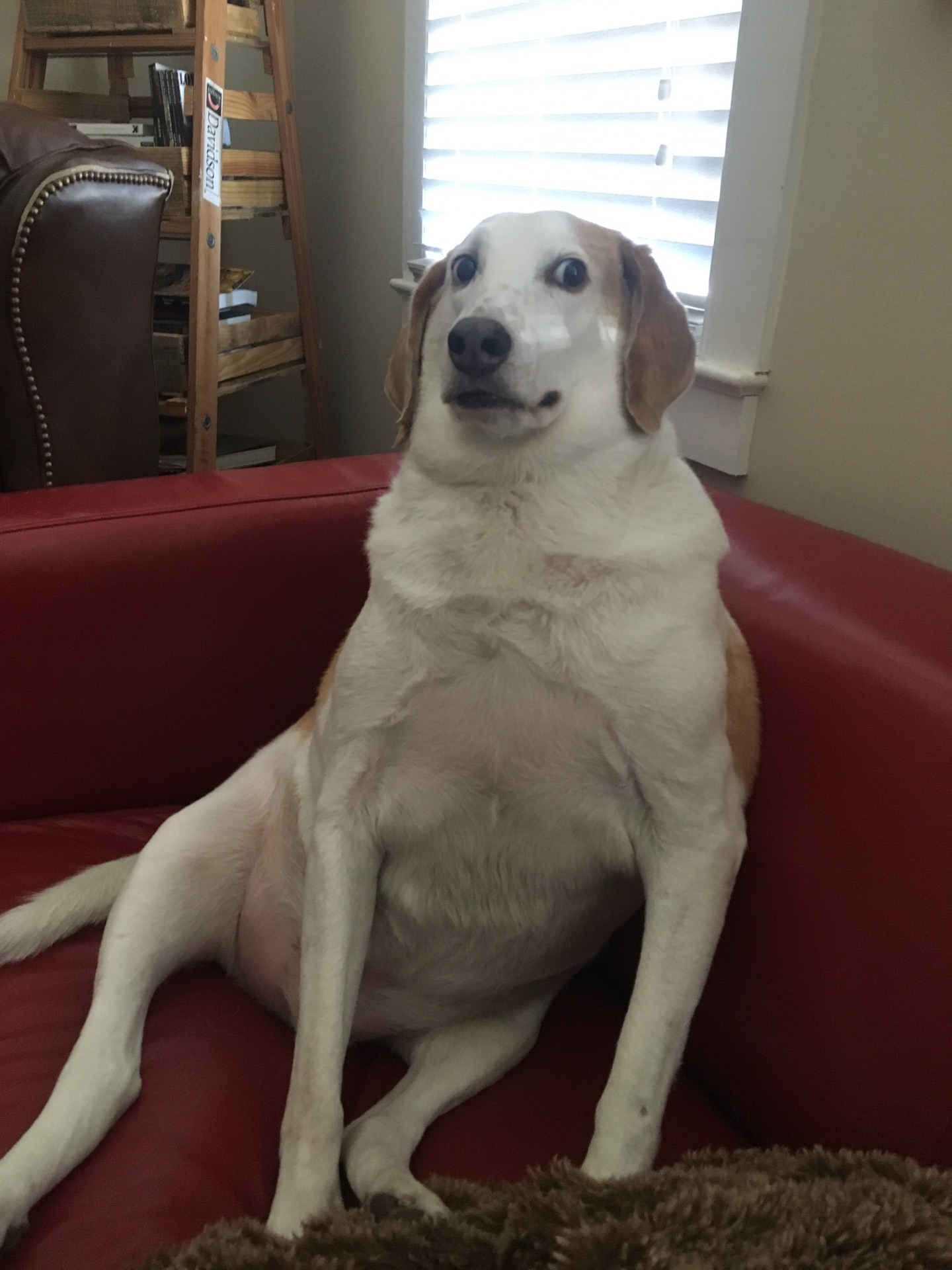 UNcomfortable Dog 2 Blank Template Imgflip