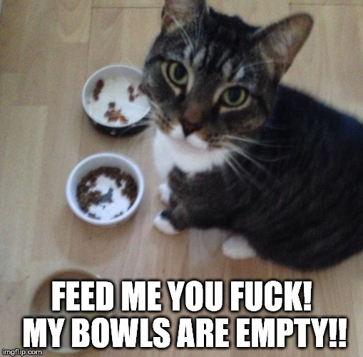 Image tagged in angry cat - Imgflip