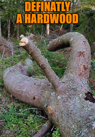 definatly a hardwood - Imgflip