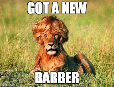 Funny Lion - Imgflip