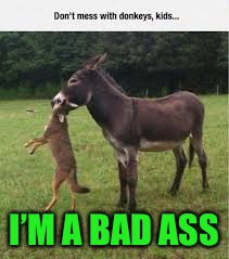 Amy Adams joke template - Imgflip