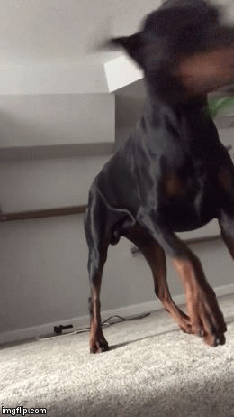 Doberman Smack - Imgflip