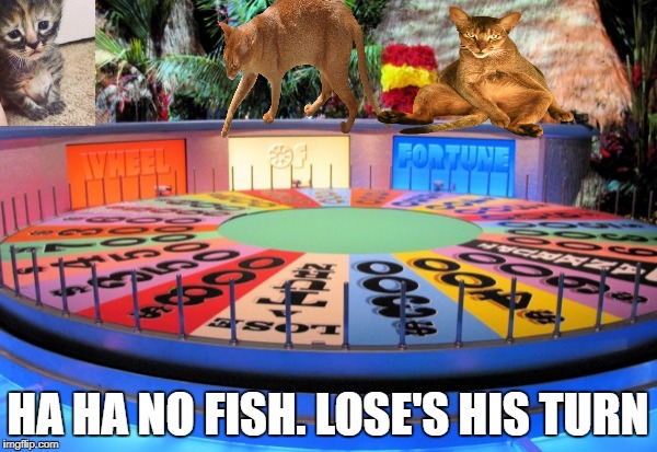 Cat Game show - Imgflip