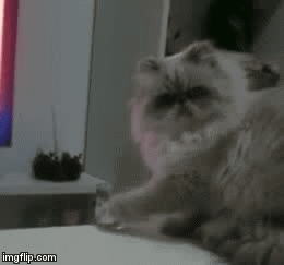 Apathy cat caught in the act - Imgflip