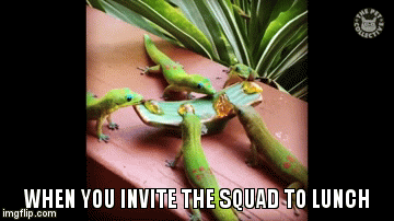 Day Geckos - Imgflip