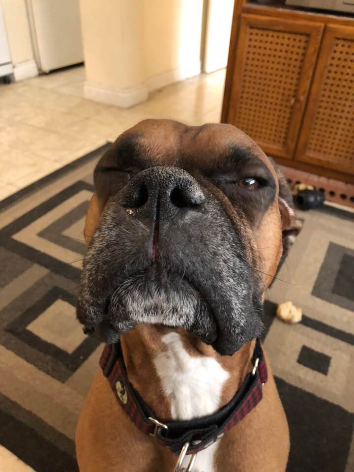 Skeptical Boxer Blank Template Imgflip