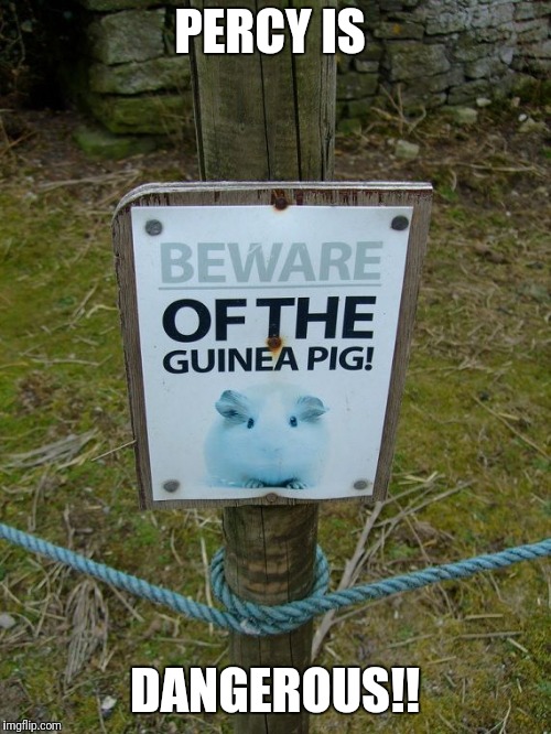 Image tagged in percy - Imgflip