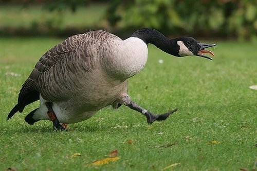 Angry Canada Goose Memes Imgflip
