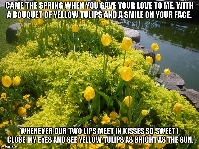 Springtime Love - Imgflip